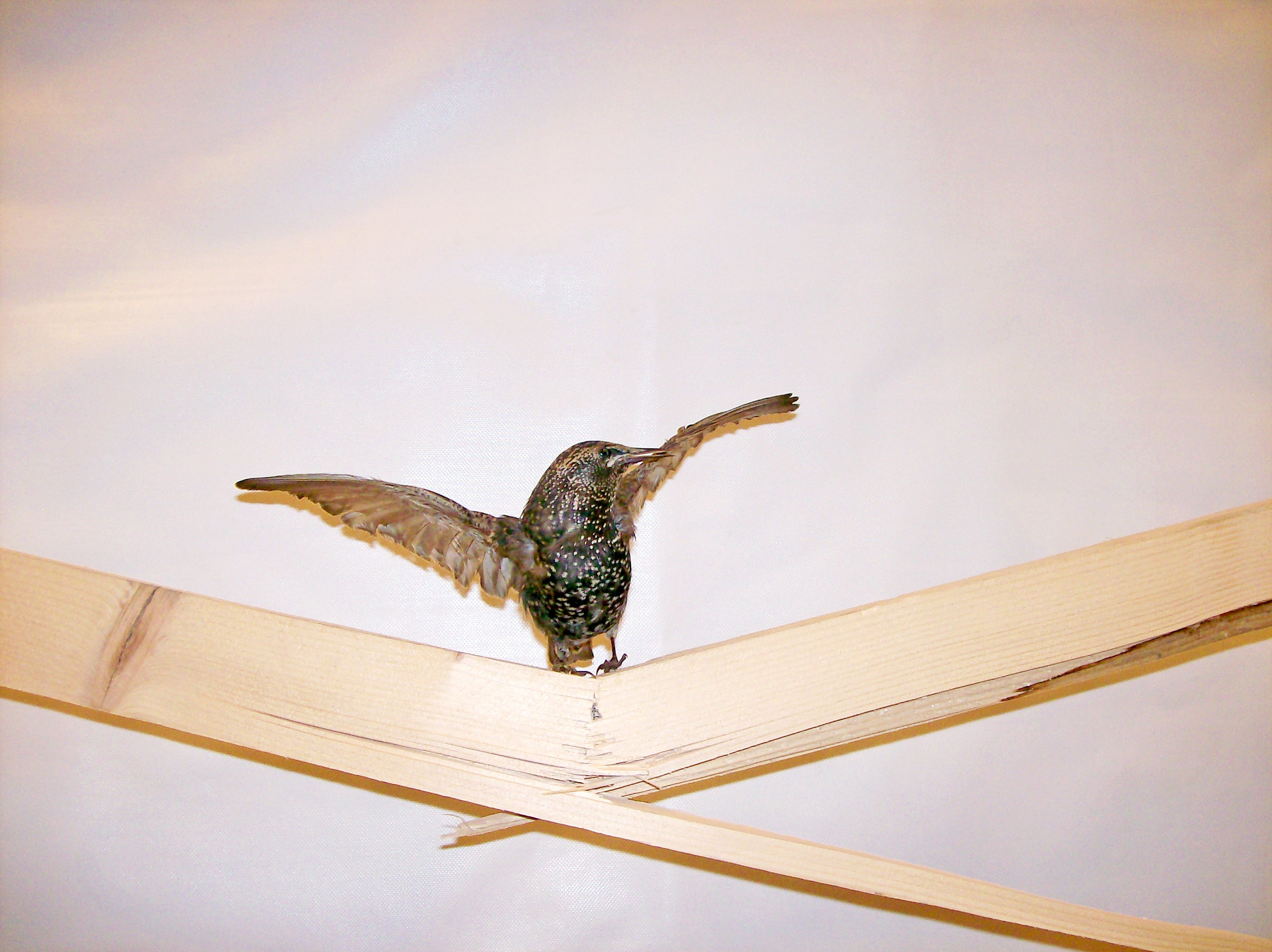 Jan van Tuinen & Johan Visser - Bax Kunst