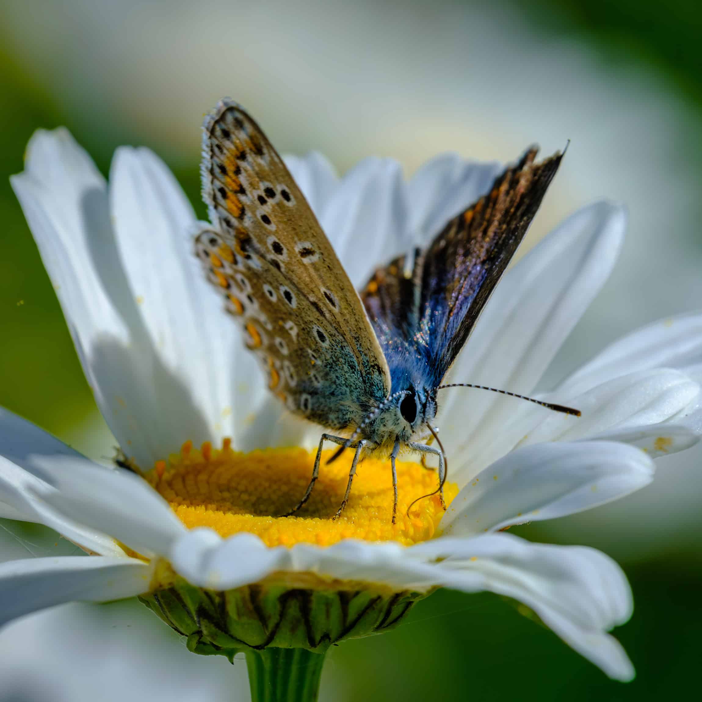 Kleine vlinder op Magriet - Thomas van der Laan Bax Kunst